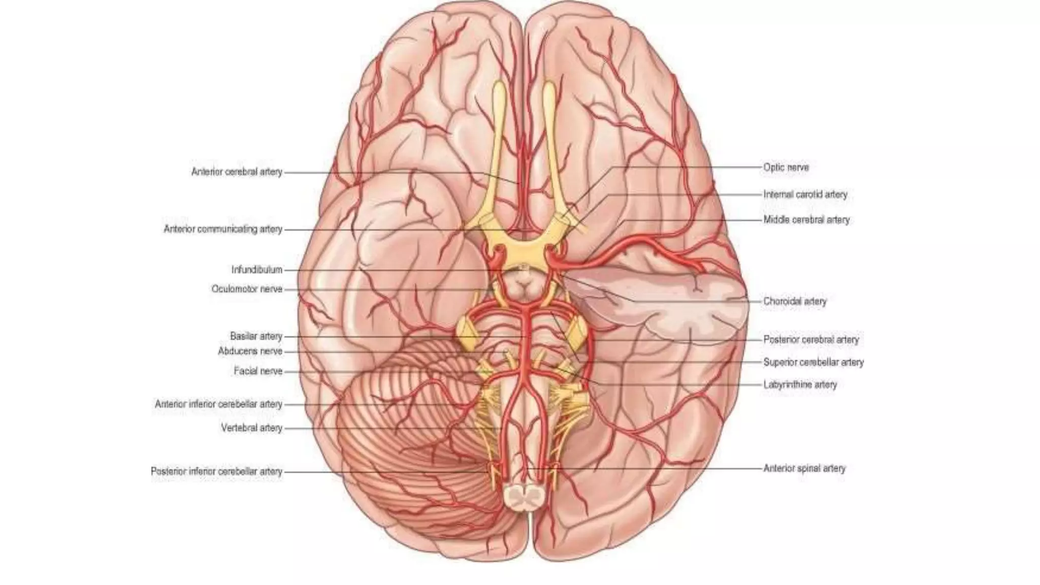Cerebral circulation | PPTX