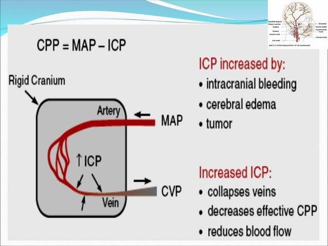 cerebral circulation : Blood Circulation of Brain.ppt
