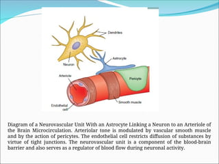 cerebral circulation : Blood Circulation of Brain.ppt