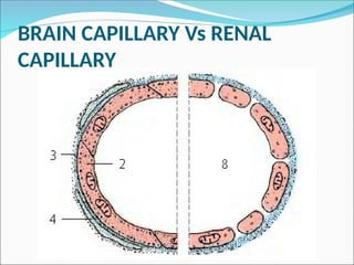cerebral circulation : Blood Circulation of Brain.ppt