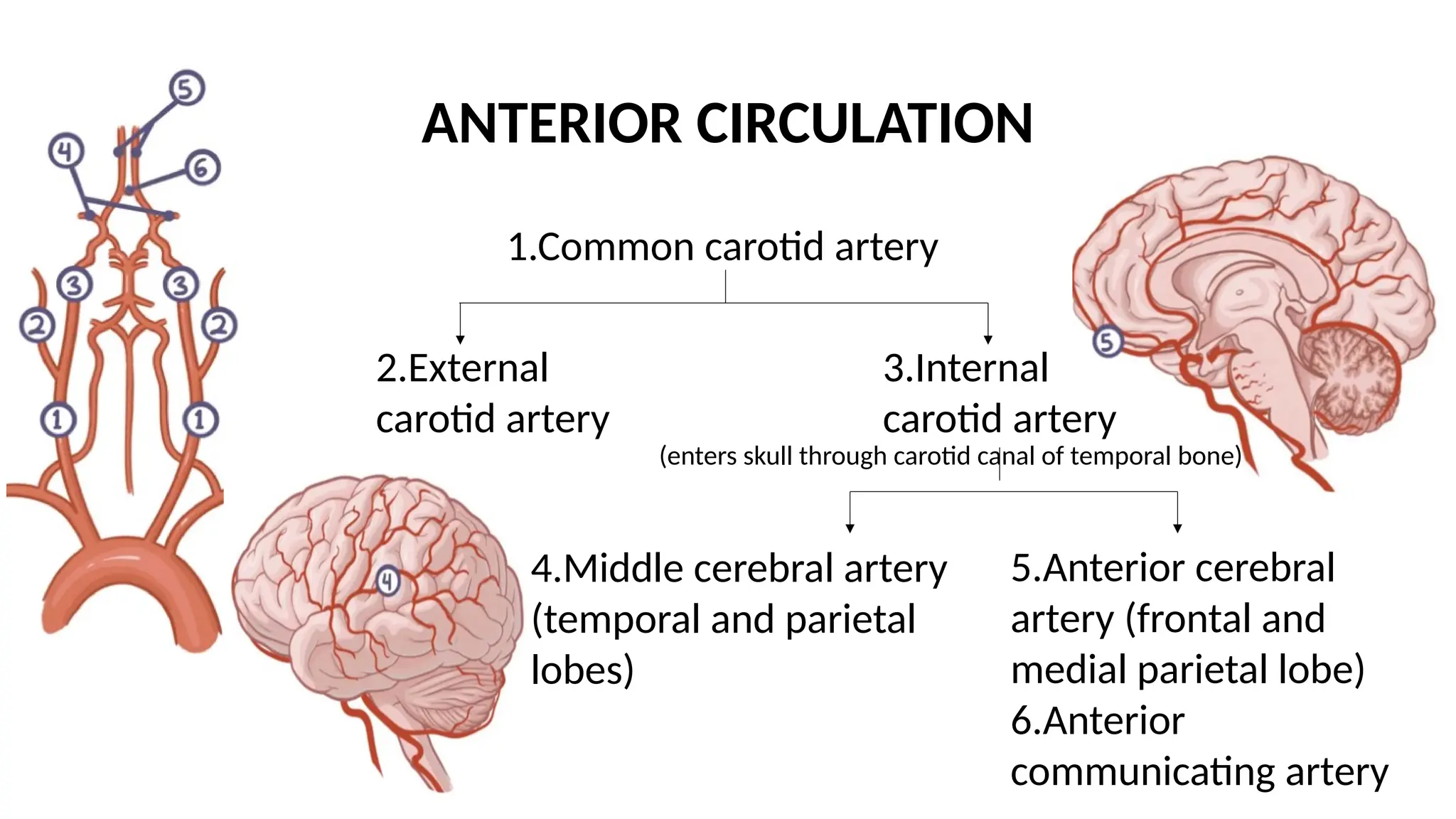 CEREBRAL CIRCULATION that how blood circulation occur | PPTX