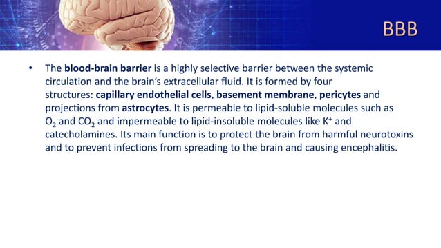 Cerebral circulation | PPT