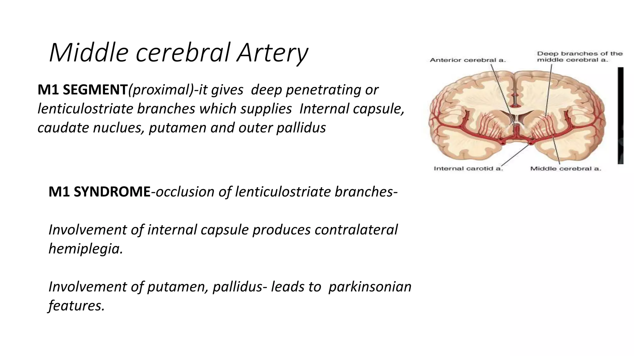 Cerebral circulation and brain stem syndromes | PPTX