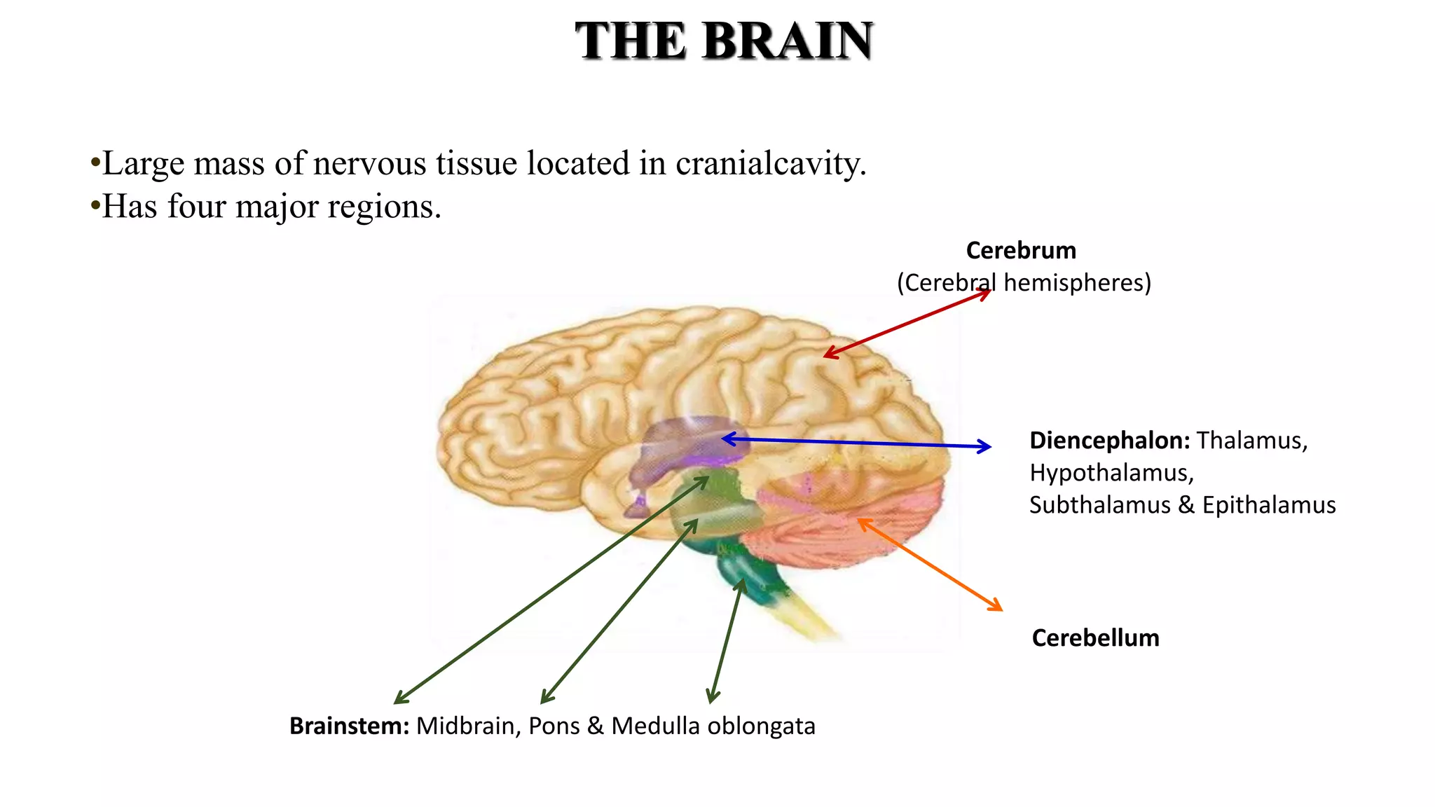 Cerebral circulation and brain stem syndromes | PPTX