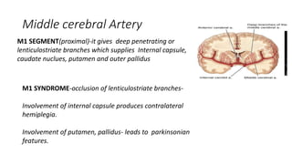 Cerebral circulation and brain stem syndromes | PPTX