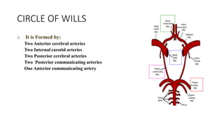 Cerebral circulation and brain stem syndromes | PPTX