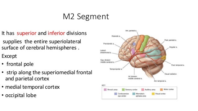 Cerebral circulation and brain stem syndromes