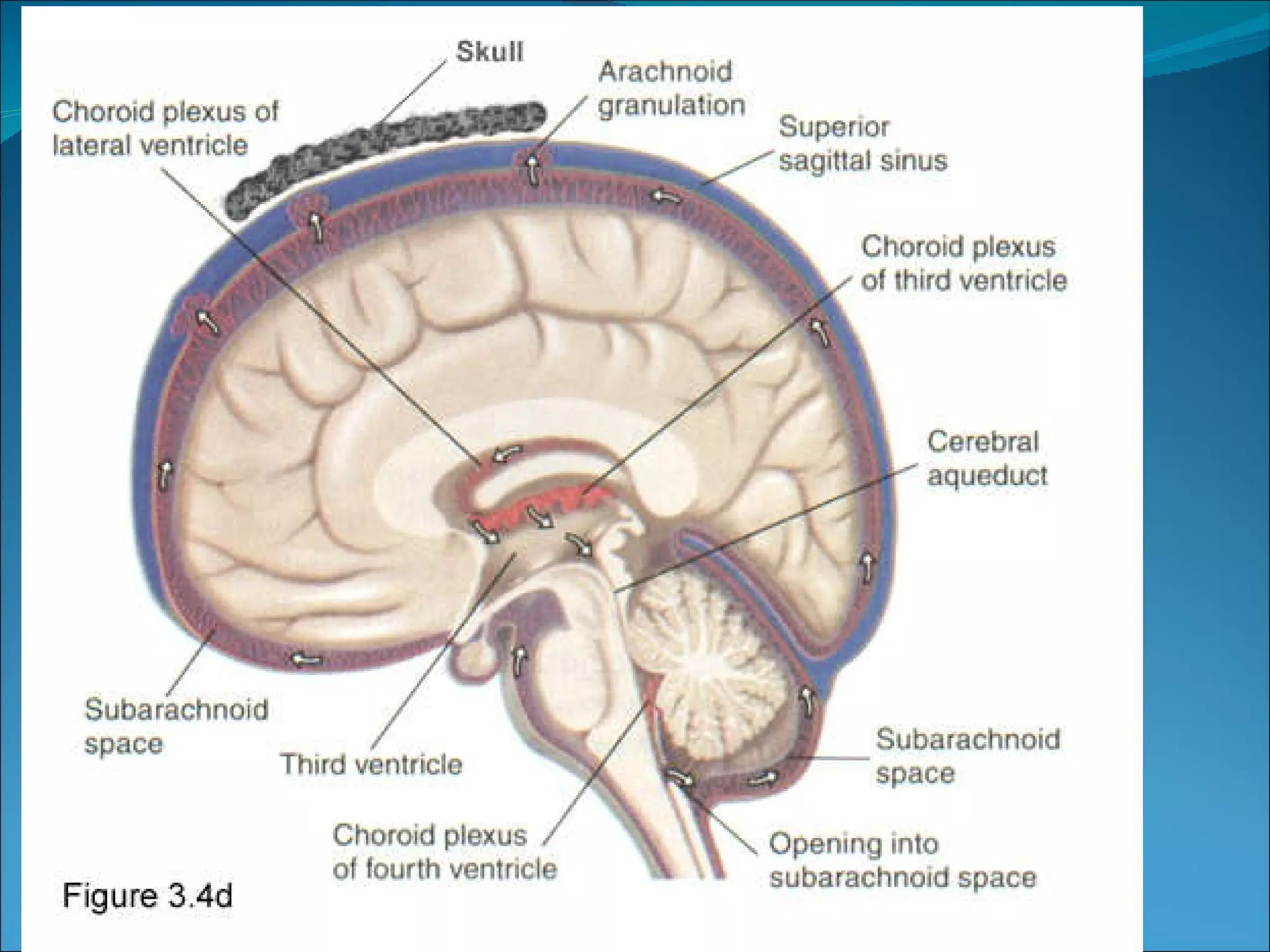 Cerebral circulation & csf formation | PPT