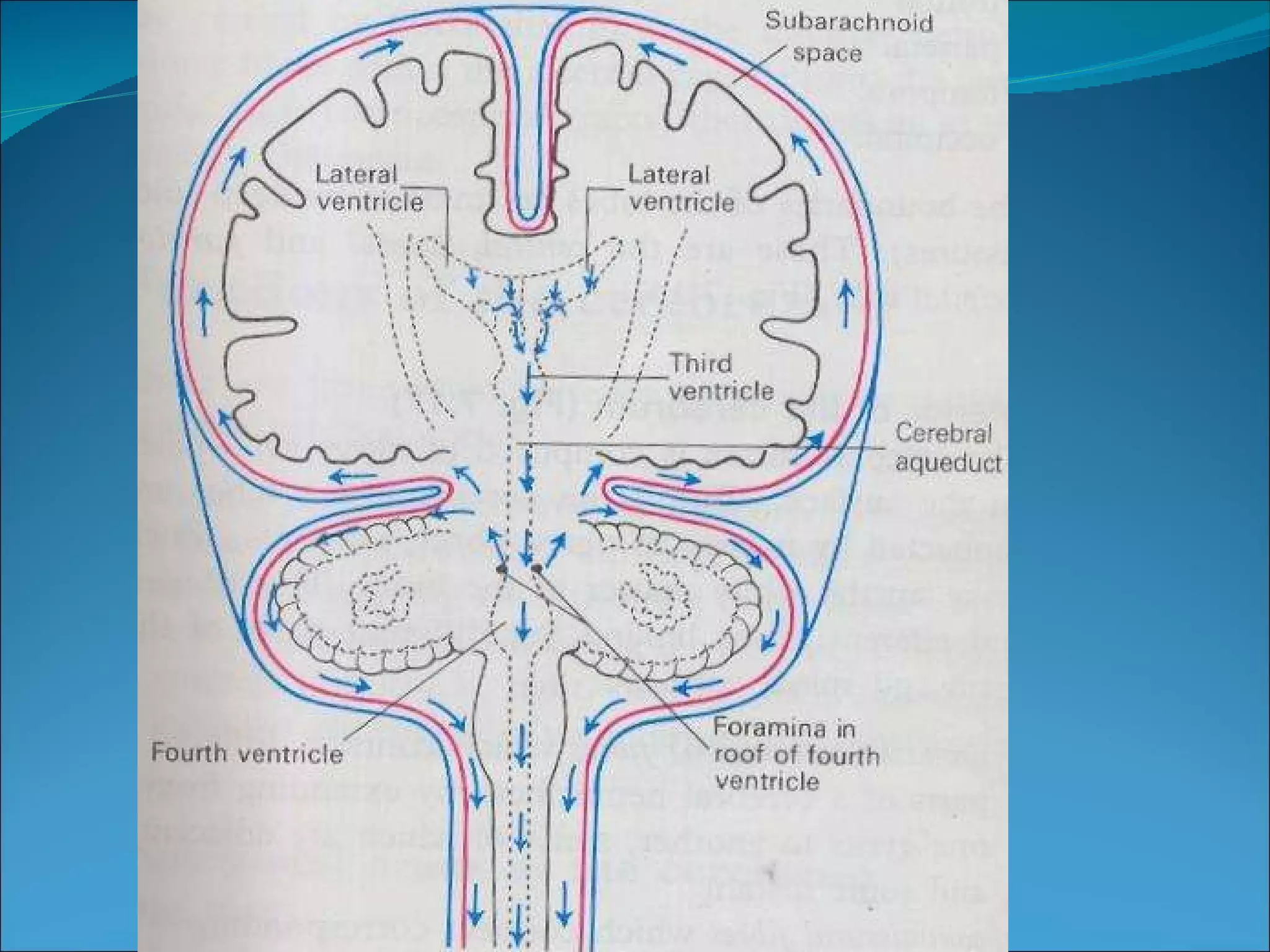 Cerebral circulation & csf formation | PPT