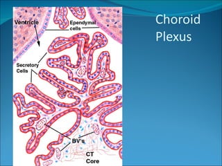 Cerebral circulation & csf formation | PPT
