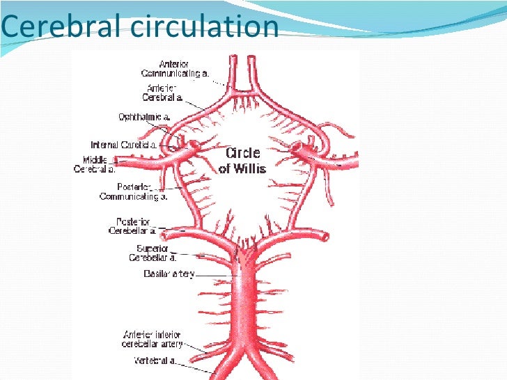 Brain Circulation Anatomy