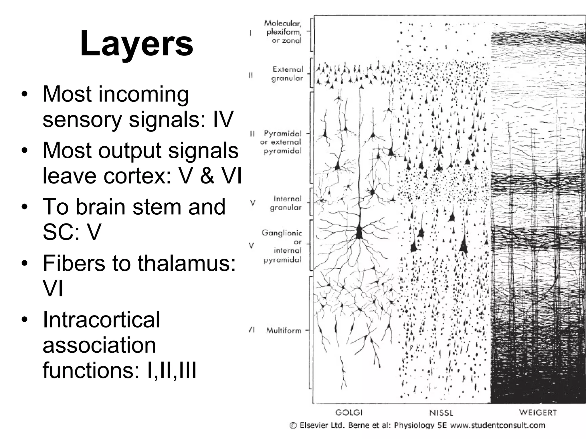 Cerebral cortex | PPT