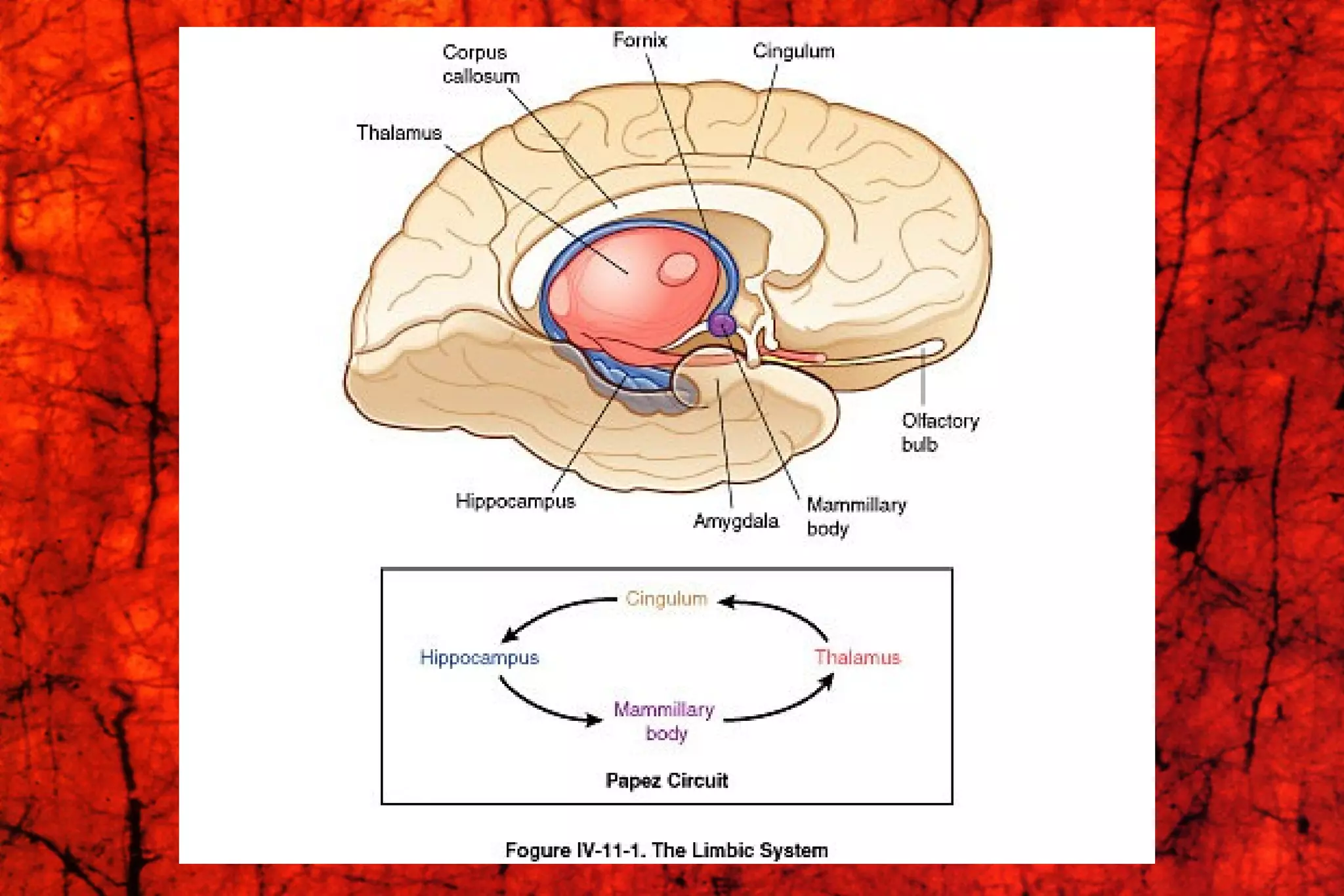 Cerebral cortex | PPS