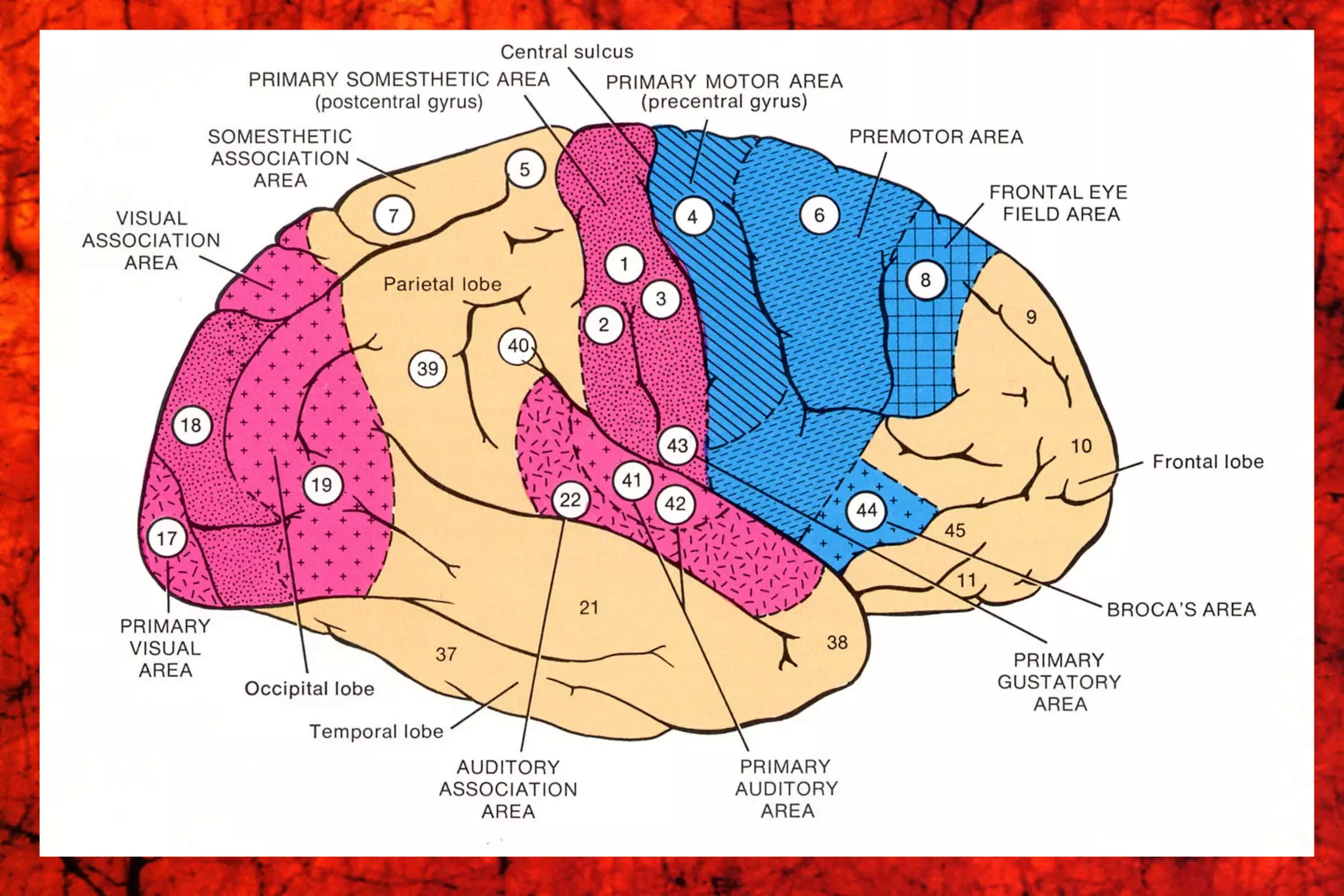 Cerebral cortex | PPS