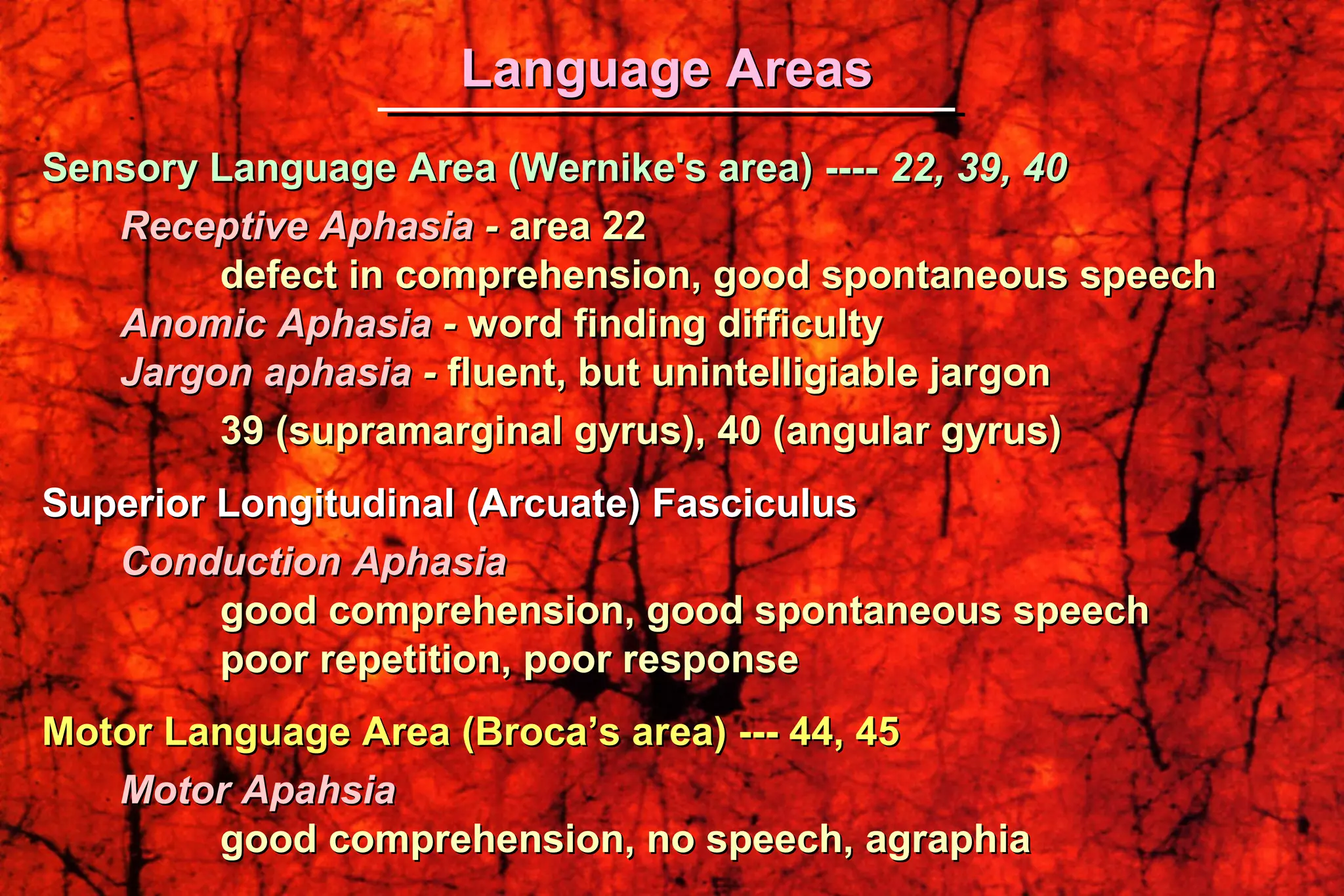 Cerebral cortex | PPS