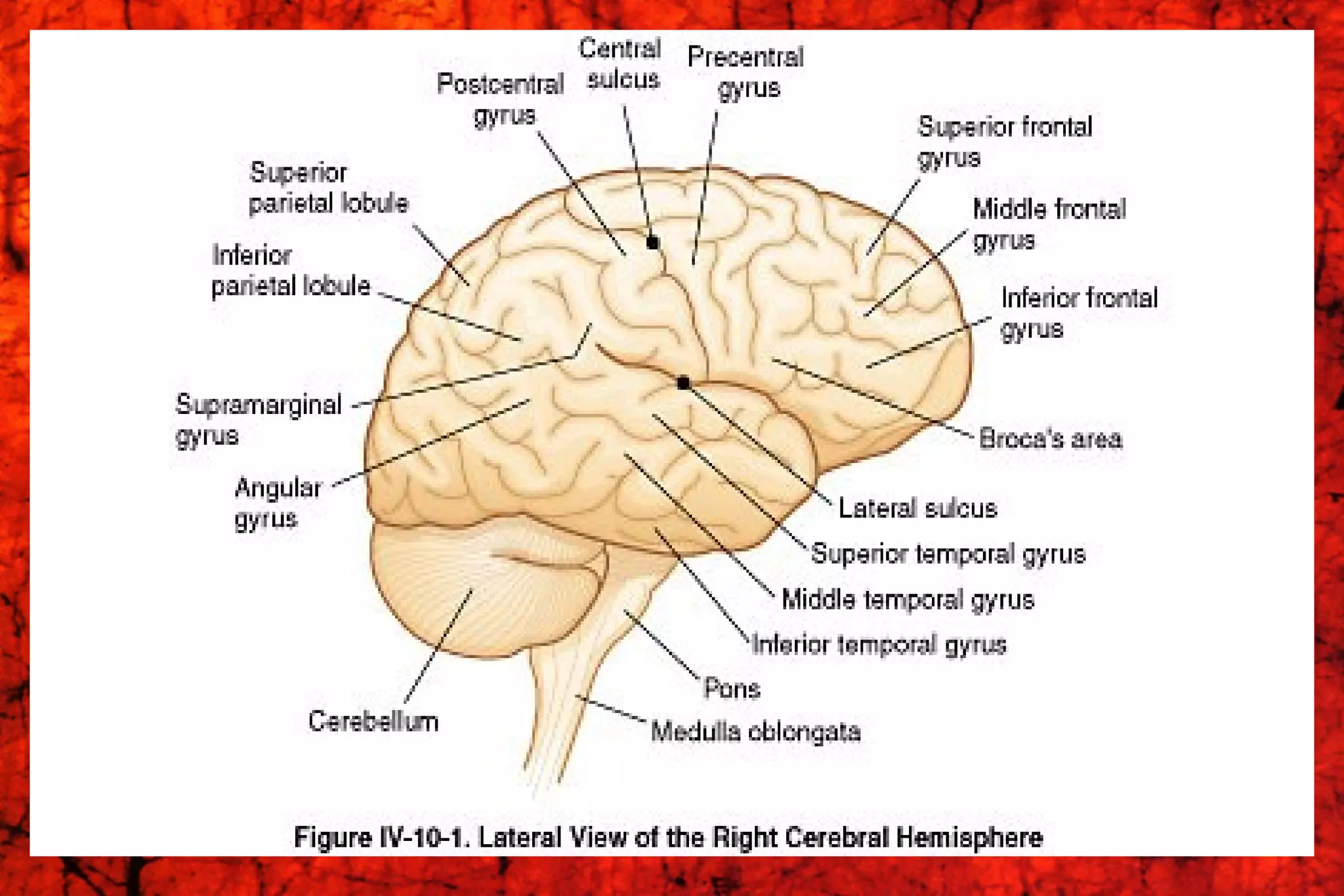 Cerebral cortex | PPS