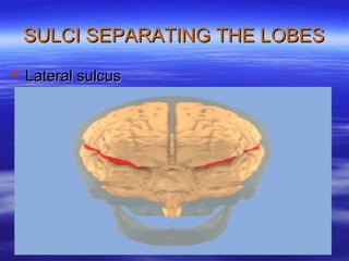 Cerebral cortex | PPT