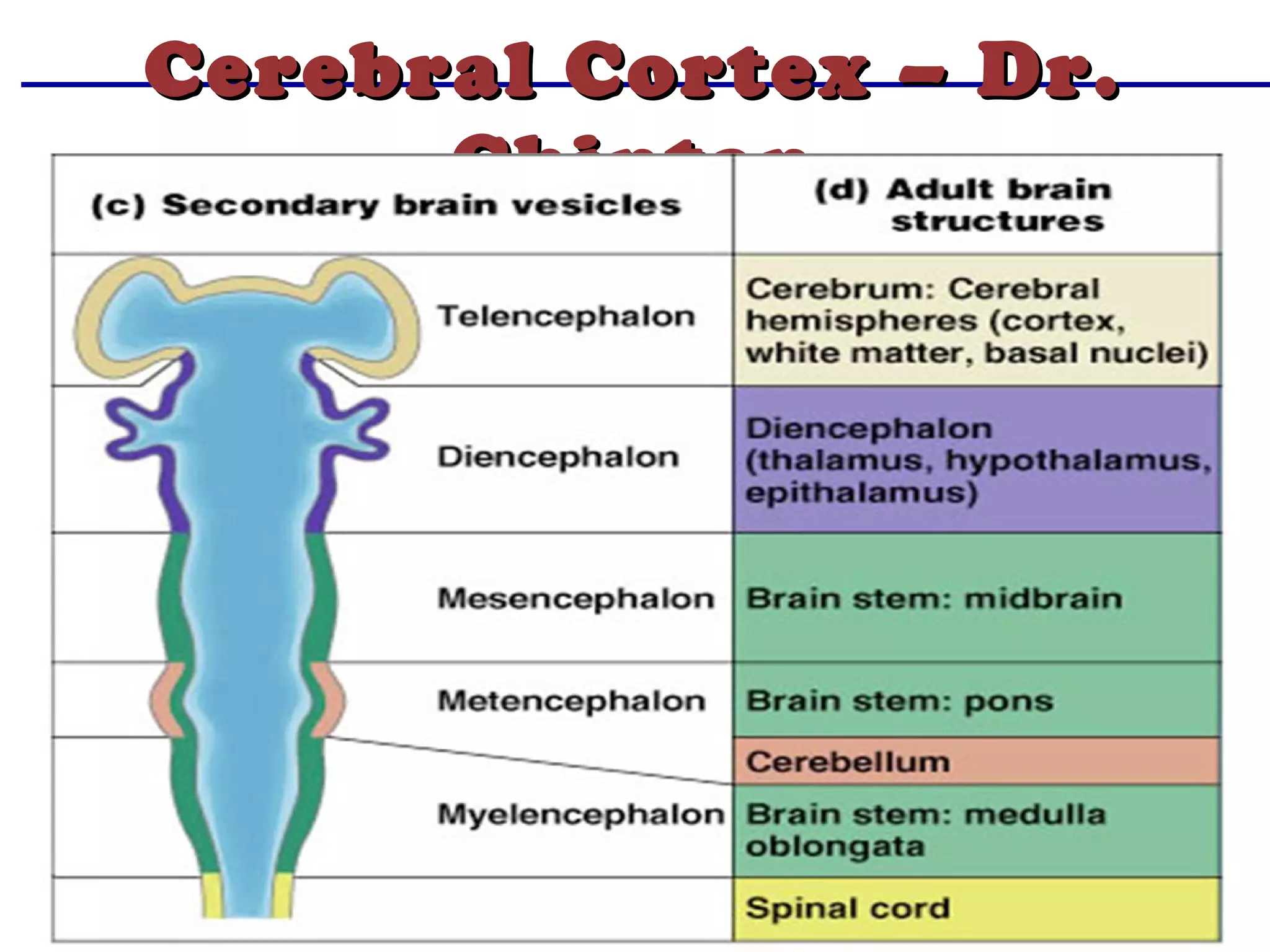 Cerebral cortex | PPT