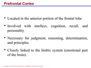 Cerebral cortex | PPT