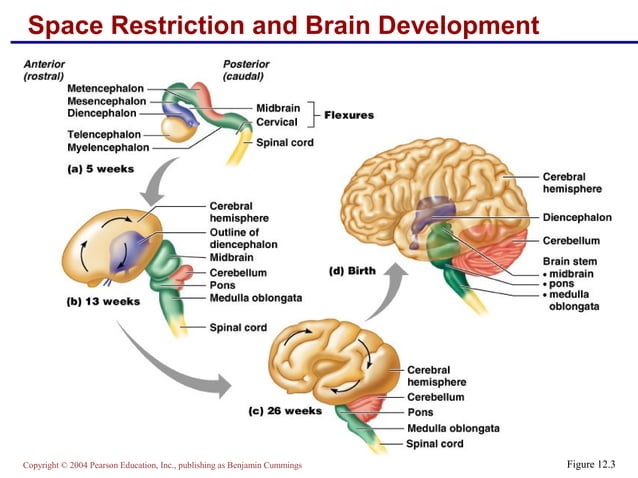 Cerebral cortex | PPT