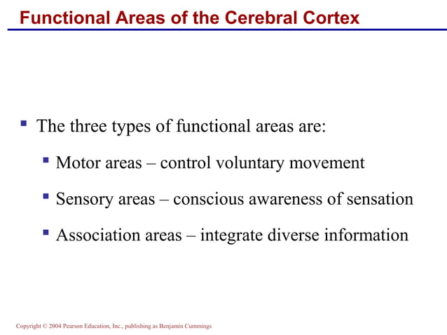 Cerebral cortex | PPT