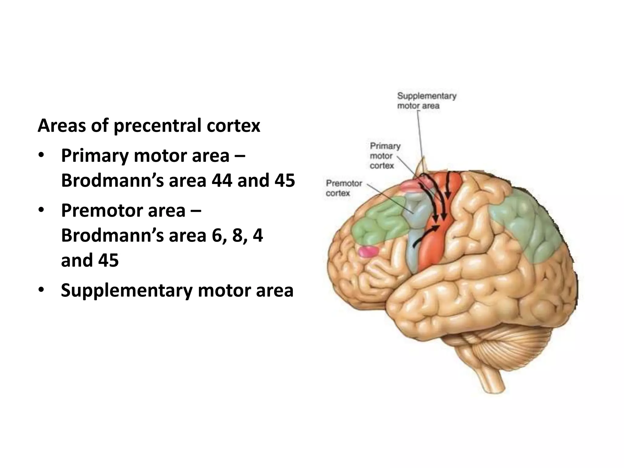 Cerebral cortex | PPTX