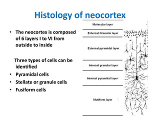 Cerebral cortex | PPTX