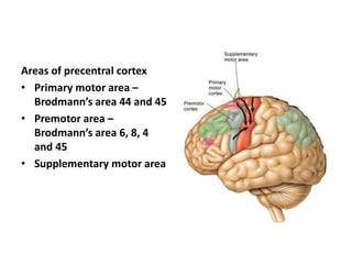 Cerebral cortex | PPTX