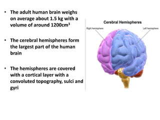 Cerebral cortex | PPTX