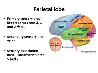 Cerebral cortex | PPTX