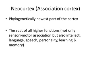 Cerebral cortex | PPTX