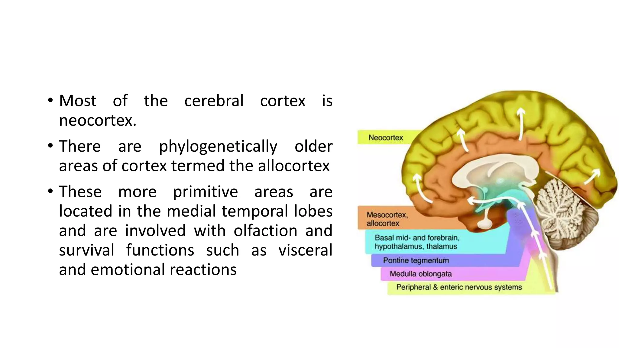 Cerebral cortex | PPT
