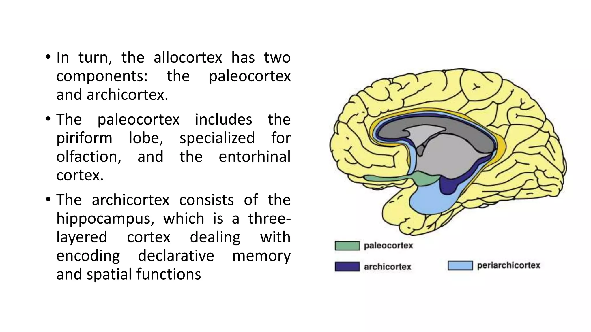 Cerebral cortex | PPT