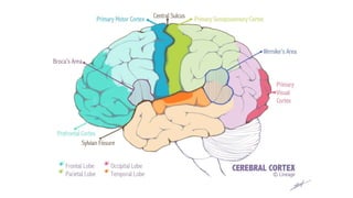 Cerebral cortex | PPT
