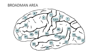 Cerebral cortex | PPT