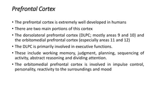 Cerebral cortex | PPT