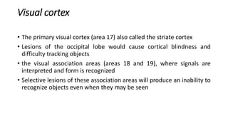 Cerebral cortex | PPT