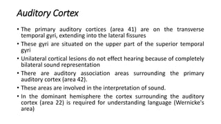 Cerebral cortex | PPT