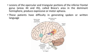 Cerebral cortex | PPT