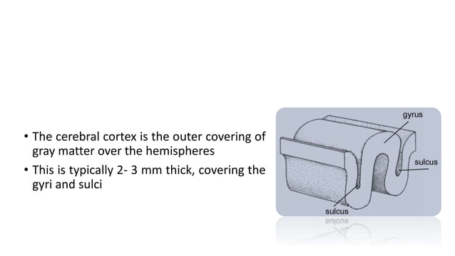 Cerebral cortex | PPT