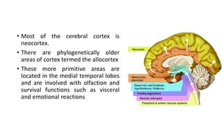 Cerebral cortex | PPT