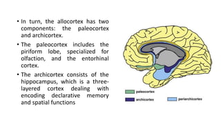 Cerebral cortex | PPT
