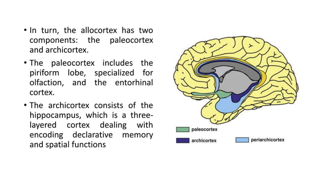 Cerebral cortex | PPT