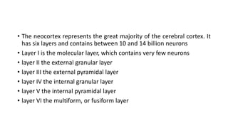 Cerebral cortex | PPT