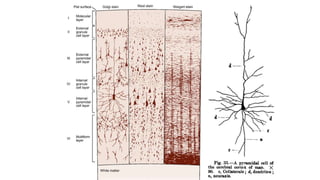 Cerebral cortex | PPT