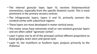 Cerebral cortex | PPT