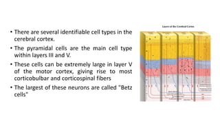 Cerebral cortex | PPT