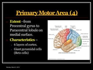 Cerebral cortex | PPTX