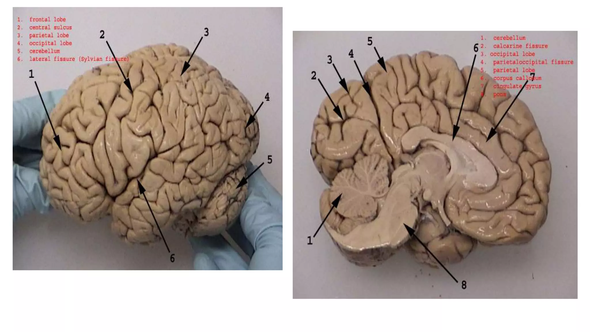 Cerebral Cortex.pptx