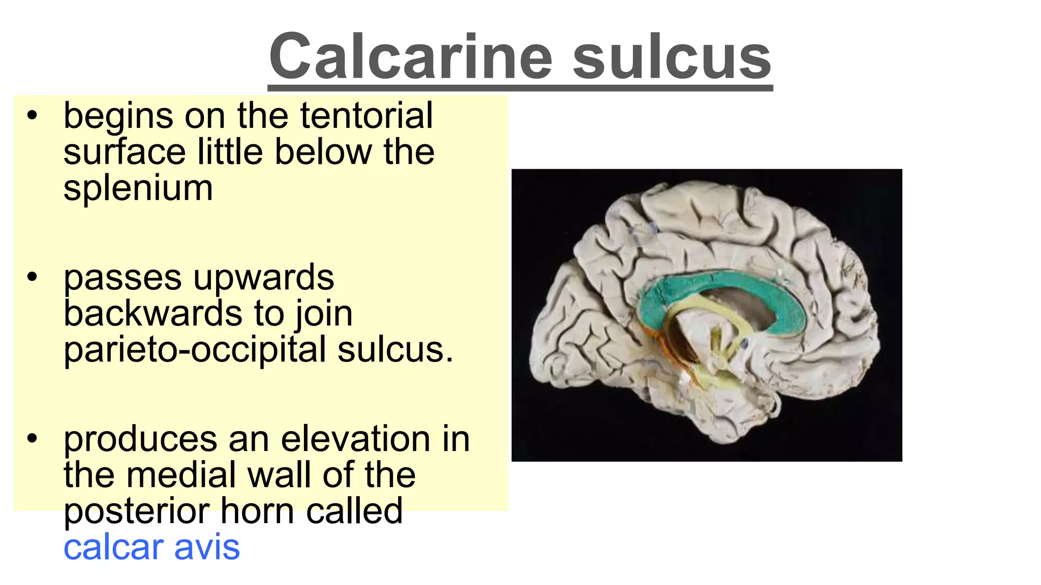 Cerebral Cortex.pptx